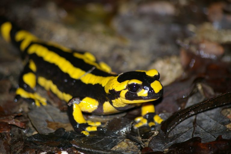 Rendez-vous nocturne avec les amphibiens de la RNR ! - RNR Confluence ...